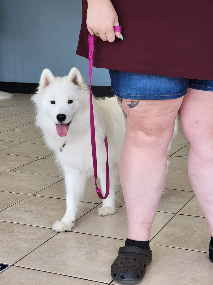Dog Training in Severn, MD | Obedience & Behavior Experts | Limitless ...